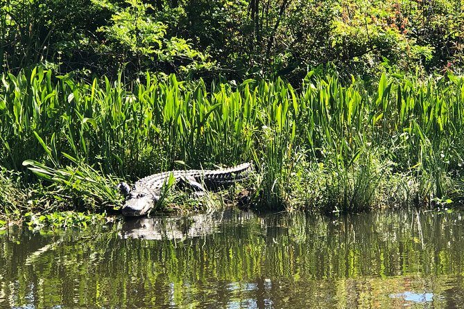 Highlights of New Orleans City and Swamp Tour Combination - What Makes This Tour Stand Out