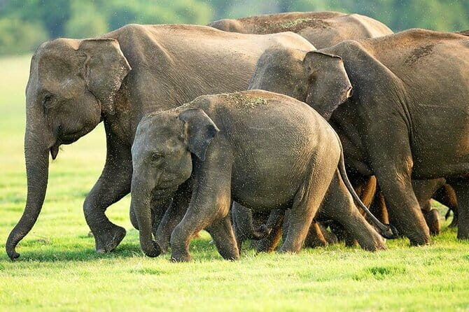 Hikkaduwa/ Galle/ Mirissa : With Udawalawe safari - Day trip - Authentic Insights from Previous Travelers