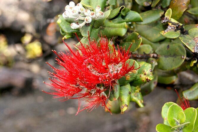 Hilo and Volcano National Park Tour a Cruise Ship Excursion w/PU - Who Will Enjoy This Tour?