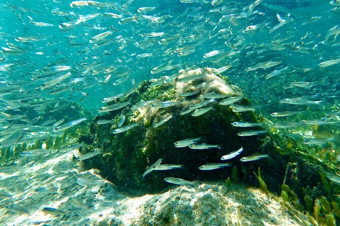Hilo Sea Turtle Snorkel Adventure - Additional Information: Practical Details