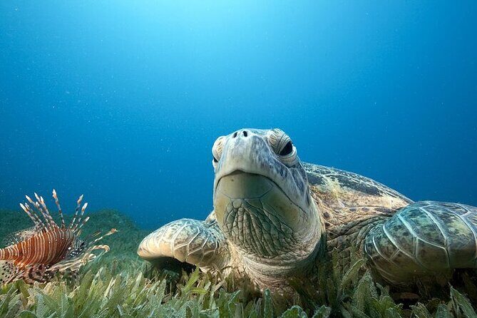 Hilo's Remote Tropical Reef 2 Tank Boat Dive - Who Will Love This Tour?