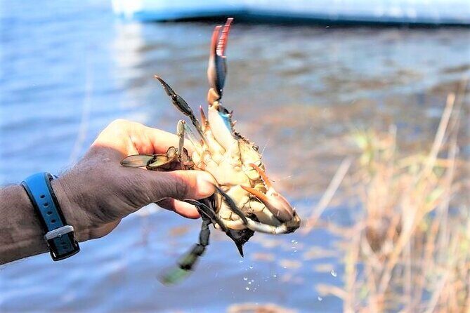 Hilton Head Crabbing Expedition Boat Cruise - The Sum Up: Who Will Love the Hilton Head Crabbing Expedition?