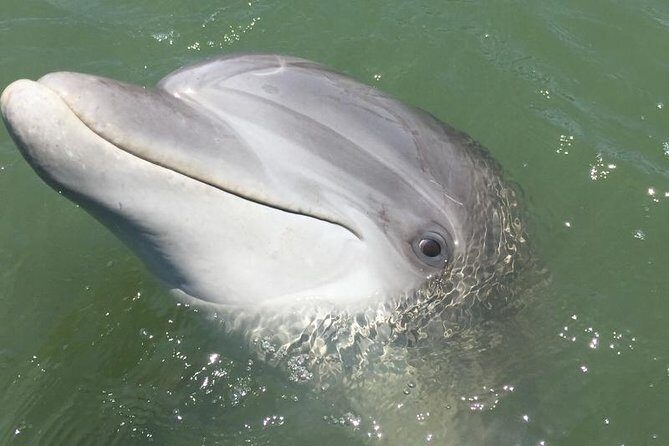 Hilton Head Dolphin Watching Cruise with Fireworks Display - Final Thoughts: Is This Tour for You?