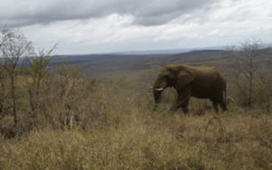 Hluhluwe-iMfolozi Park Big 5 Family Safari Experience - What Are the Key Points?