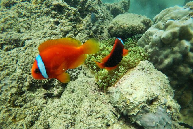 Hoi An Private 2-Day Tour with Snorkeling and Hotel - The Experience and Its Value