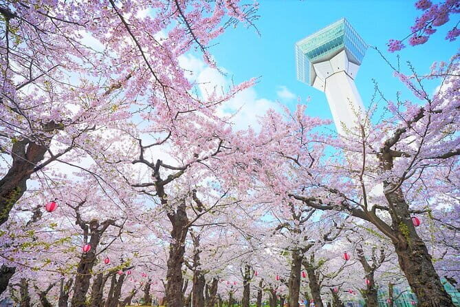 Hokkaido Hakodate Cherry Blossom 2D1N Bus tour from Sapporo - Who Should Consider This Tour?
