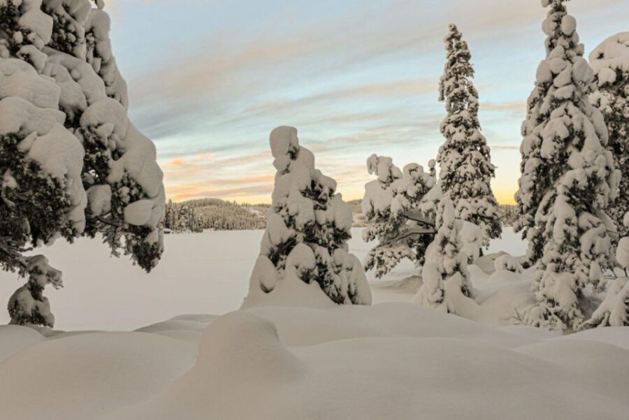 Hønefoss: 2-Day Moose Safari in Oslo's Wilderness - What’s Included and What to Expect