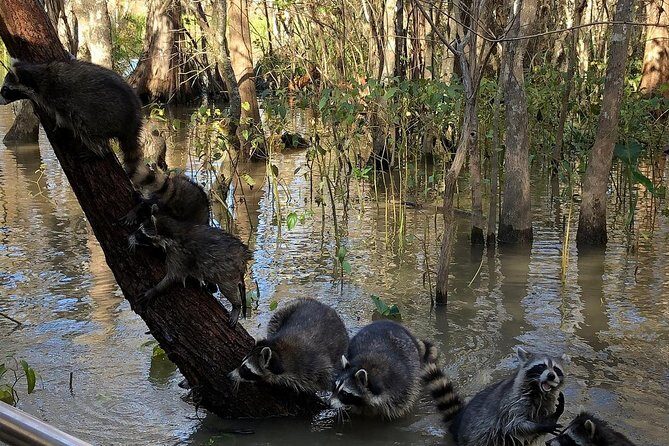 Honey Island Swamp Private Tour with Transport from New Orleans - Practical Details and Value