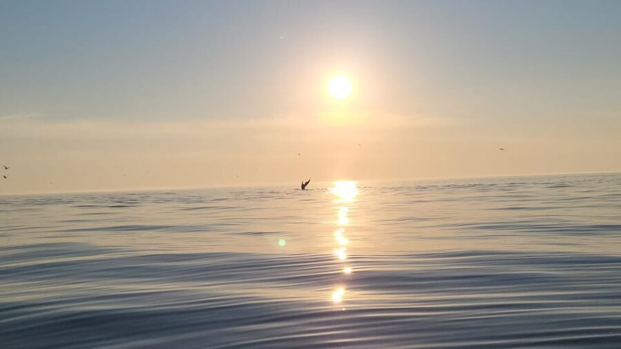 Honningsvåg: North Cape King Crab & Arctic Wildlife Safari - Who Will Appreciate This Tour?