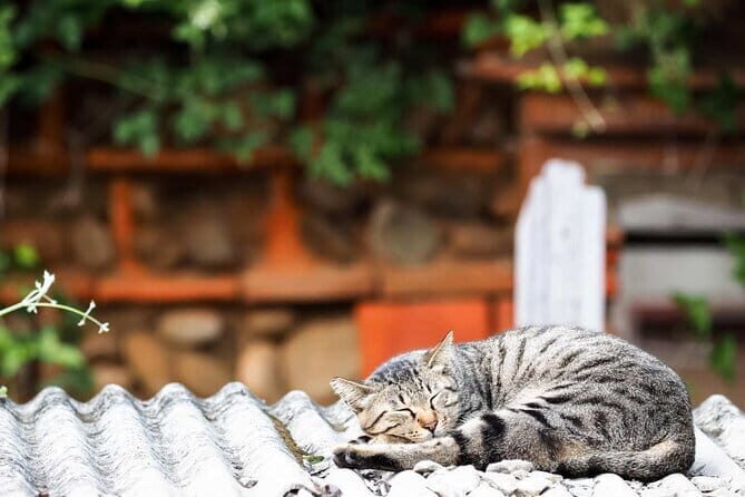 Houtong Cat Village, Shifen Sky Lantern and Jiufen Full Day Tour - Practicalities & Tips
