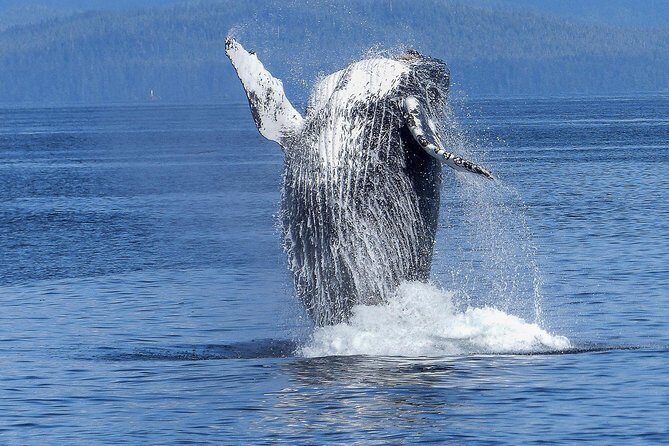 Humpback Whale and Dolphin Watch in Kona - Who Should Consider This Tour?