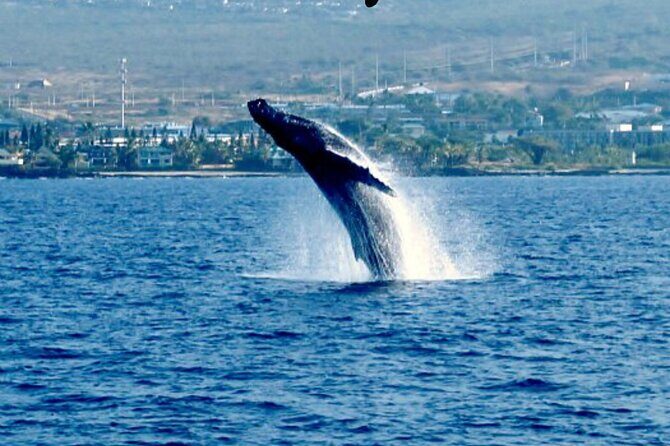 Humpback Whale Watching in Kailua-Kona Hawaii - The Realities of Booking & Pricing
