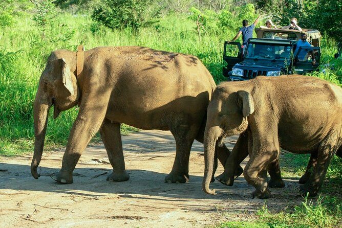 Hurulu Eco Park Private Safari from Habarana - What the Reviews Tell Us