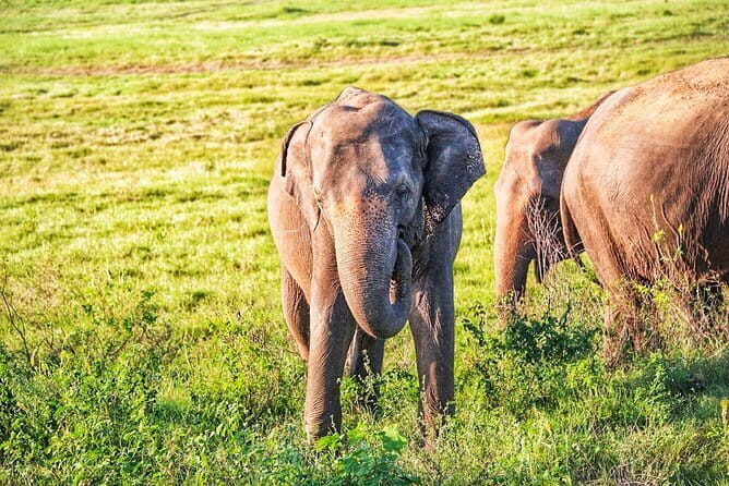 Hurulu Eco Park Private Safari with Naturalist - What to Expect from the Hurulu Eco Park Safari