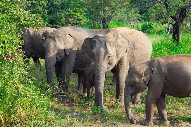 Hurulu Eco Park Safari from Polonnaruwa - The Value of This Tour