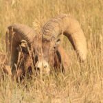Icons of the West: Black Hills & Badlands 3-Day Tour - Exploring the Itinerary in Detail