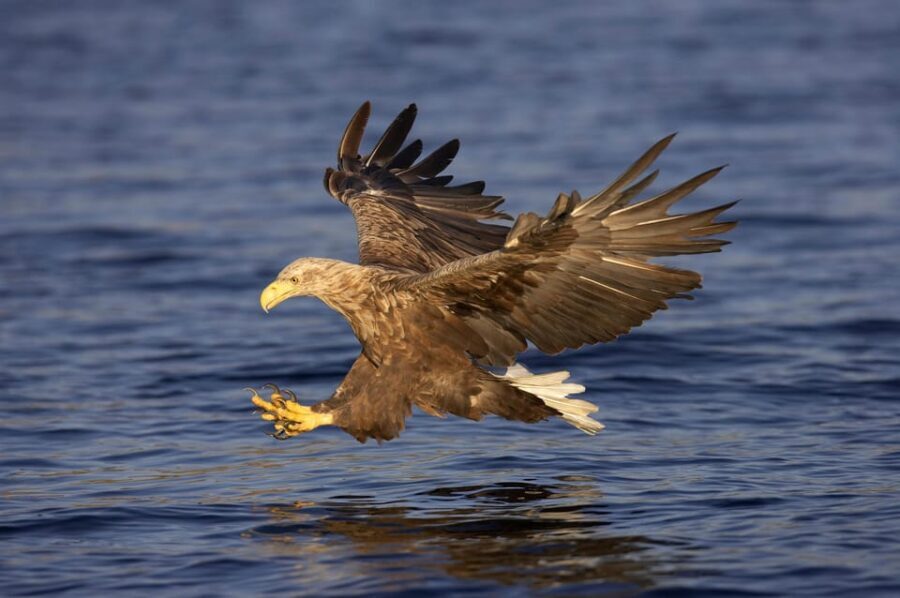 Inverness: Lochs, Waterfalls and Rewilding Experience - What Sets This Tour Apart?