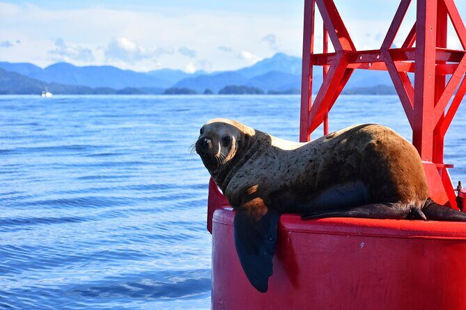 Island Discovery Kayak Paddle in Sitka, Alaska - FAQ
