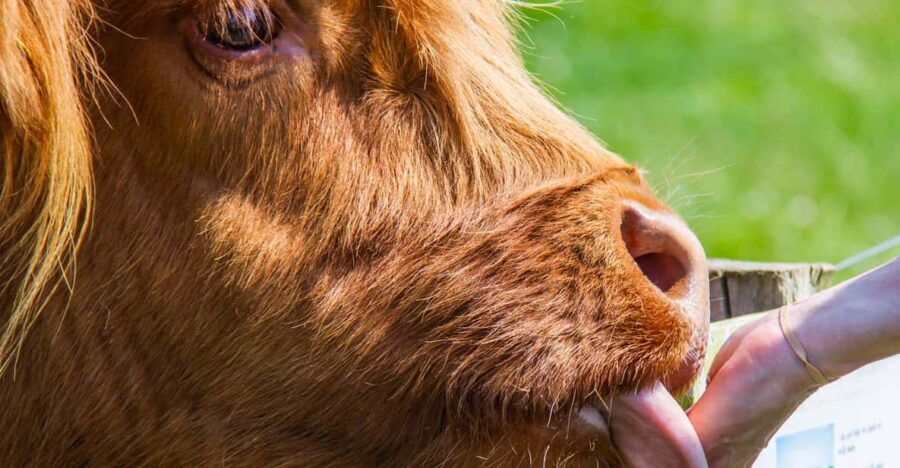 Isle of Arran: Farm Tour - What to Expect: The Day in the Life at Bellevue Farm