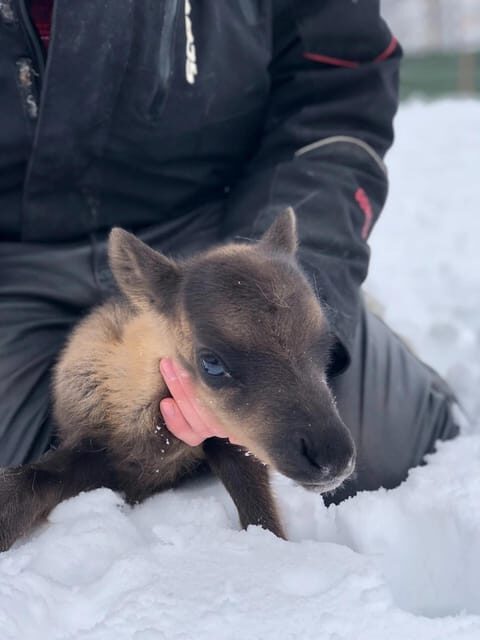 Ivalo: Magical Moments at the Reindeer Farm - What Makes the Reindeer So Special?
