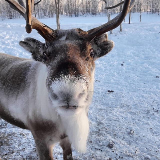 Ivalo: Snowmobile Safari, Meet and Feed Reindeers with Lunch - A Closer Look at the Experience