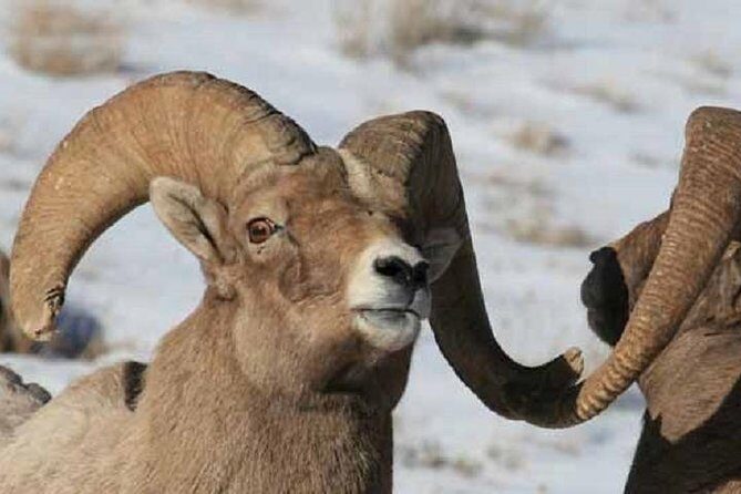 Jackson Hole & Grand Teton Park - Half-Day Wildlife Tour - Morning - Why This Tour Might Be Your Best Choice