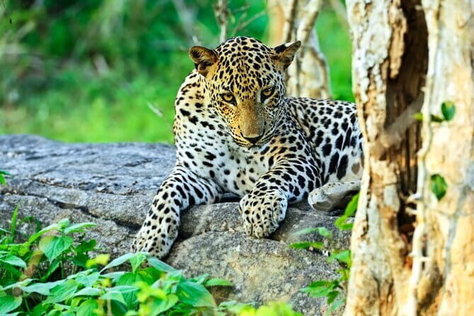 Jeep Safari at Yala National Park From Tissamaharama / Kataragama / Yala - Is It Worth It?