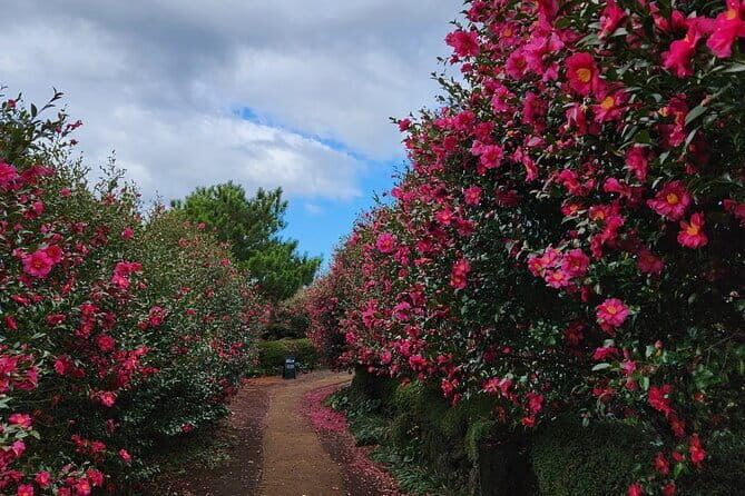 Jeju West South Winter Tour Snow, Camellia, Mandarin Picking - Authentic Experiences and Local Flavor