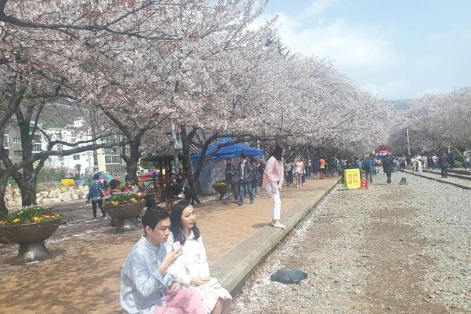 Jinhae Cherry Blossom + Busan Sunrise from Seoul - Value and Cost