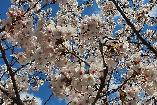 Jinhae Cherry Blossom Day trip from Busan - A Spring Adventure! - Authenticity & Value
