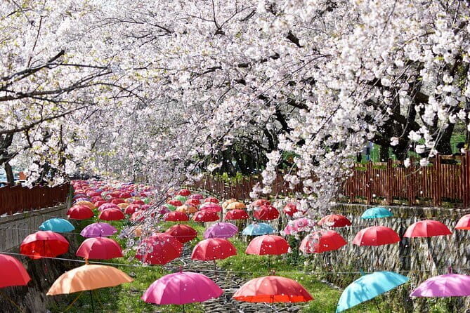 Jinhae Gunhangje Night Tour - Transportation and Group Experience
