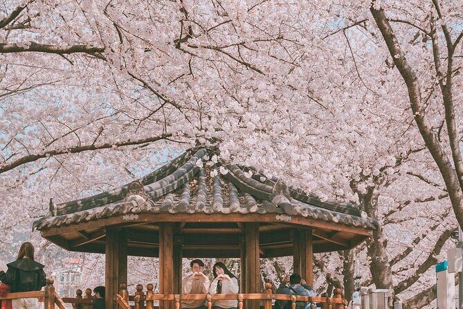 Jinhae Pink Cherry Blossom Festival Tour From Seoul (to Busan) - Gyeonghwa Station: The Dreamy Railroad