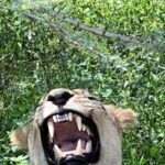 Johannesburg: Half-Day Big 5 Safari Tour - The Logistics and Practicalities