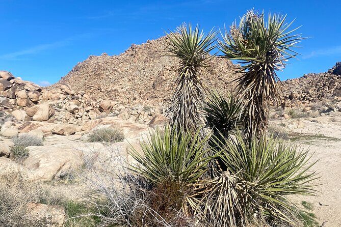Joshua Tree Natural Wonders Walk: Plants, Animals and Rocks - Who Will Love This Tour?