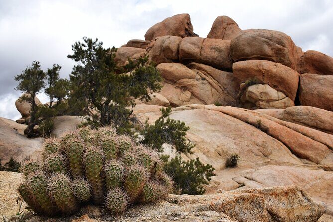 Joshua Tree's Hidden Valley Self-Guided Walking Tour - Authentic Feedback from Visitors