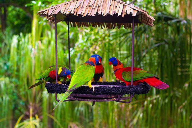 Jurong Bird Park Bird Photography - Potential Drawbacks & Considerations