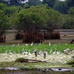 Kalametiya Bird Sanctuary Catamaran Bird Watching Tour - What to Expect from the Kalametiya Bird Sanctuary Catamaran Tour