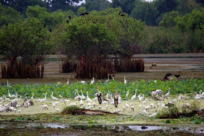 Kalametiya Bird Sanctuary Catamaran Bird Watching Tour - What to Expect from the Kalametiya Bird Sanctuary Catamaran Tour