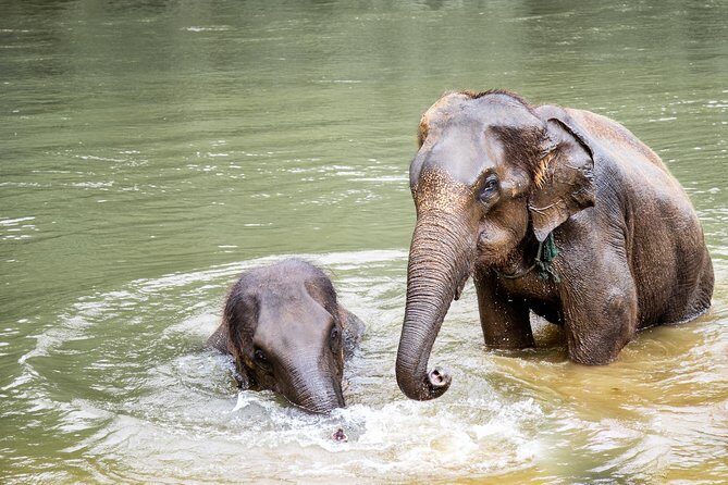 Kanchanaburi Local Cuisine and Elephant Care - Final Thoughts