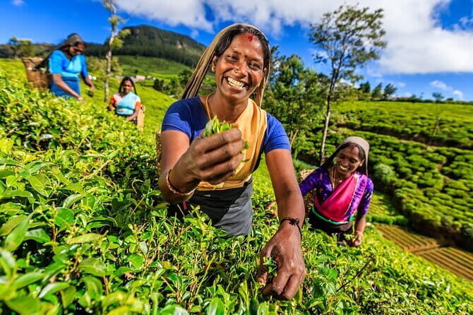 Kandy All Inclusive Day Tour from Colombo - What’s Included and What You Should Budget For