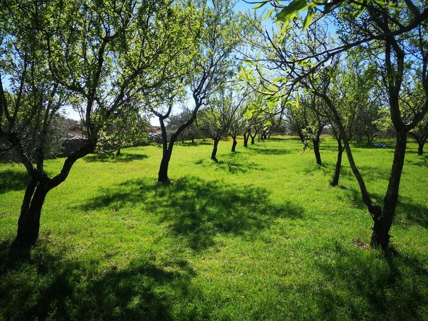 Kastela: Wine & Olive Tasting Tour w/Delicacies & Live Music - An In-Depth Look at the Experience
