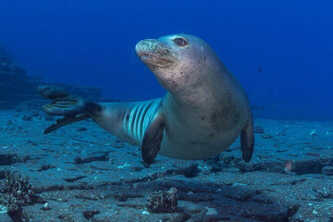 Kauai's Exclusive Morning Scuba Charter for Experienced Divers - Pricing and Value