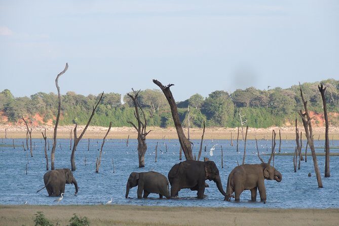 Kaudulla National Park Entrance Ticket with Private Safari - Practical Tips for Your Safari