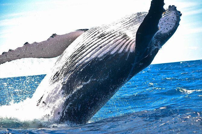Kawaihae Luxury Snorkel Cruise & Wildlife Watch with Lunch - Lunch and Refreshments: A Nice Touch