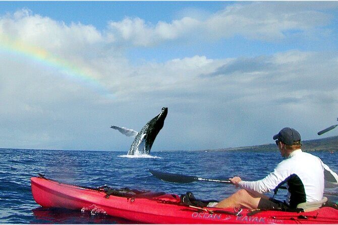 Kayak, Whale Watch and Snorkel - Authentic Experiences From Travelers