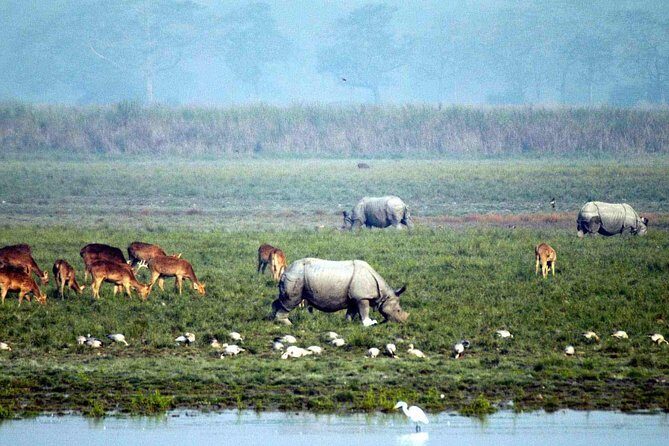Kaziranga National Park & Guwahati - Exploring Kaziranga’s Vast Wilderness – What to Expect