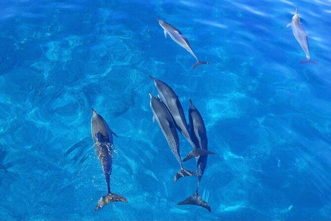 Kealakekua Bay Snorkel & Dolphin Watch In Kona - Who Should Consider This Tour?