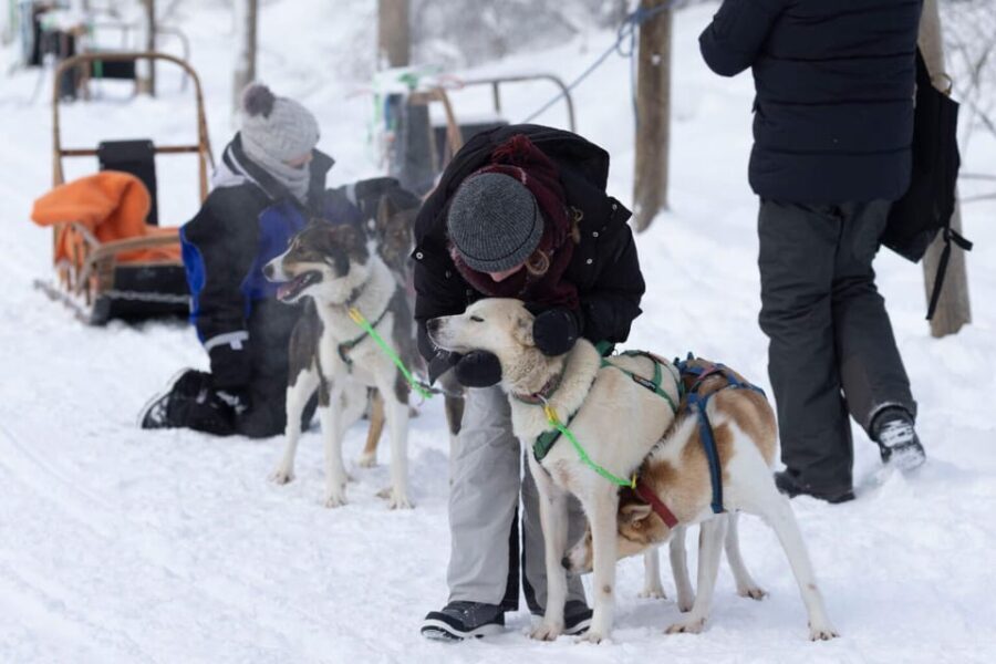 Kemi-Tornio: Husky Sled Ride with Hot Drink - Who This Tour Is Best For