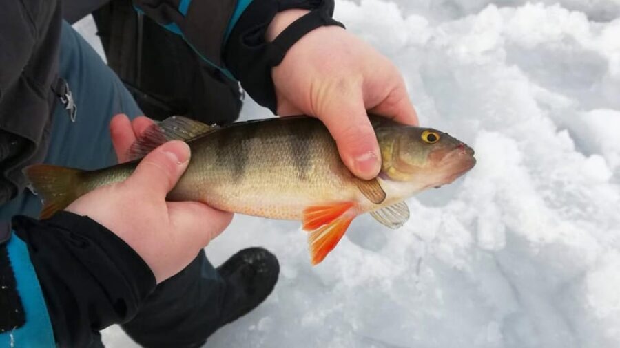 Kemi-Tornio: Ice Fishing Safari with Snowmobiles - What’s Included and What’s Not