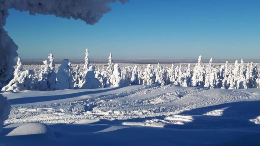 Kemi-Tornio: Snowmobile Forest Safari w/ Hot Drink & Snacks - The Value of the Experience